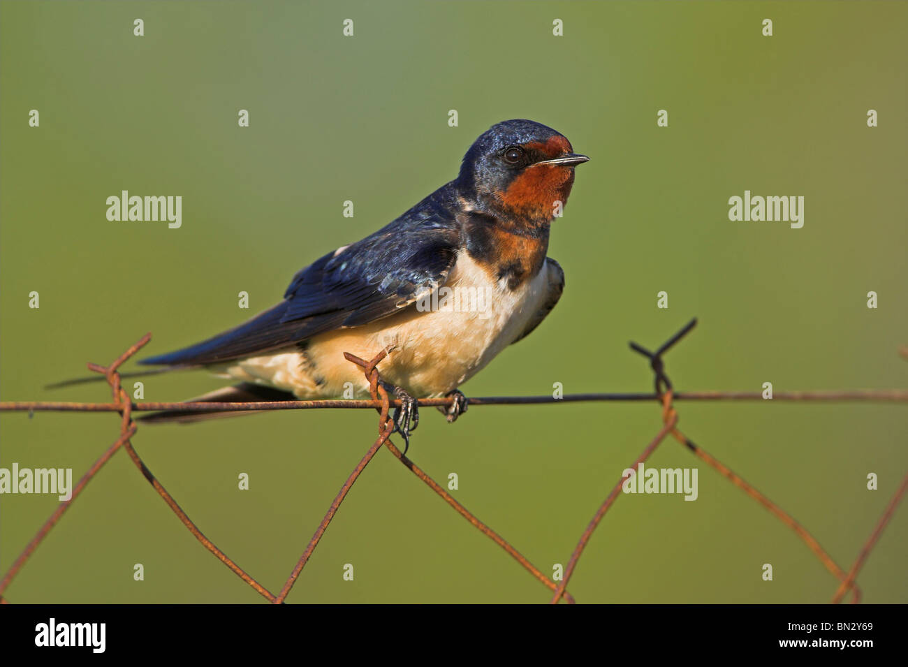 barn swallow (Hirundo rustica), sitting on a fence, Greece, Lesbos ...