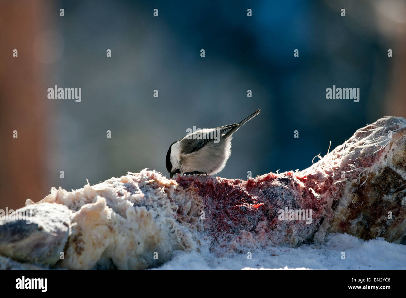 Lapland bird winter hi-res stock photography and images - Alamy