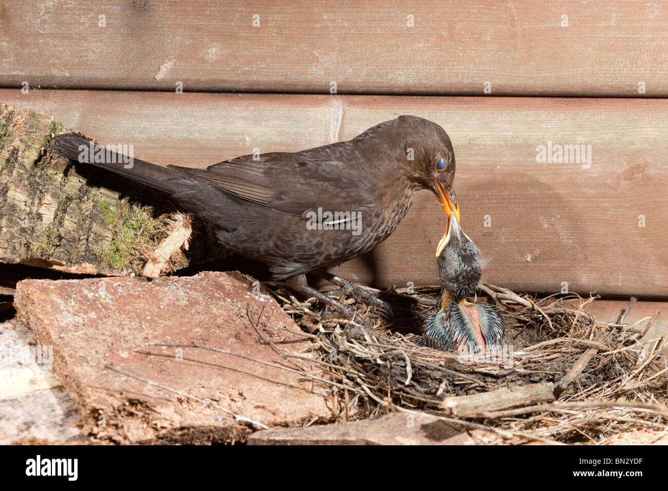 Blackbird chick bird young hi-res stock photography and images - Alamy