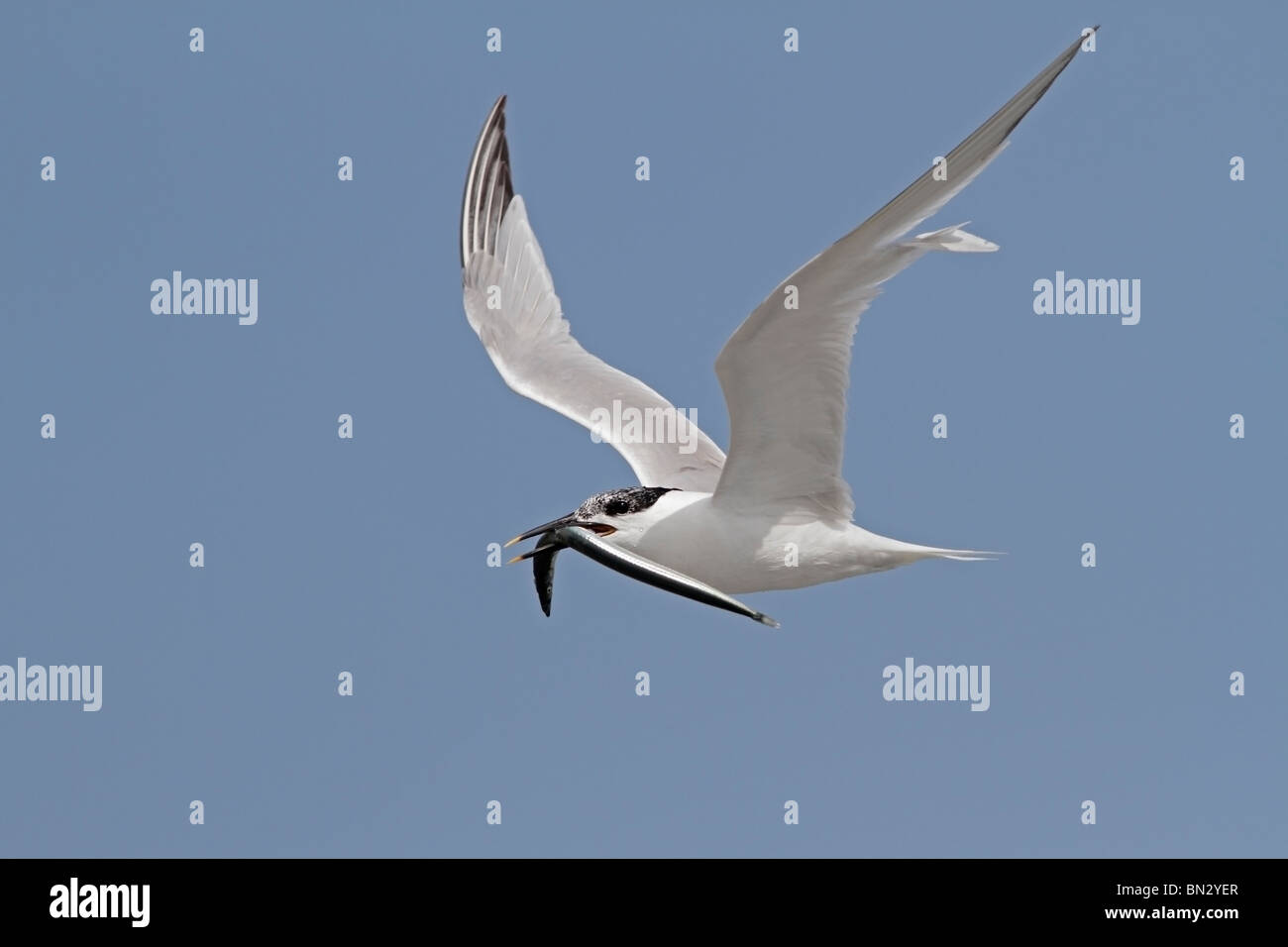 Sandwich Tern in flight with food Stock Photo - Alamy