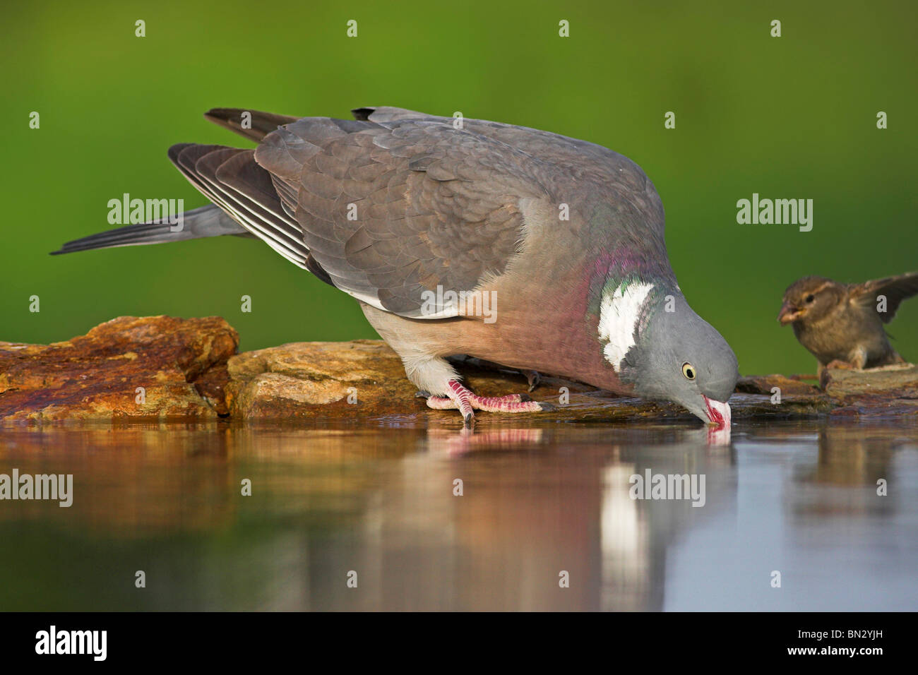 Pigeons drinking water hi-res stock photography and images - Alamy