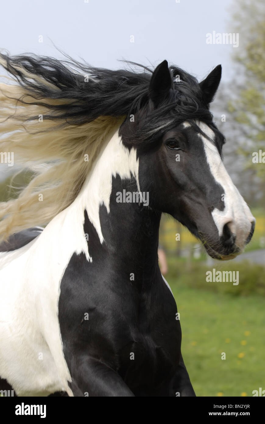 Gypsy vanner horse running hi-res stock photography and images - Alamy