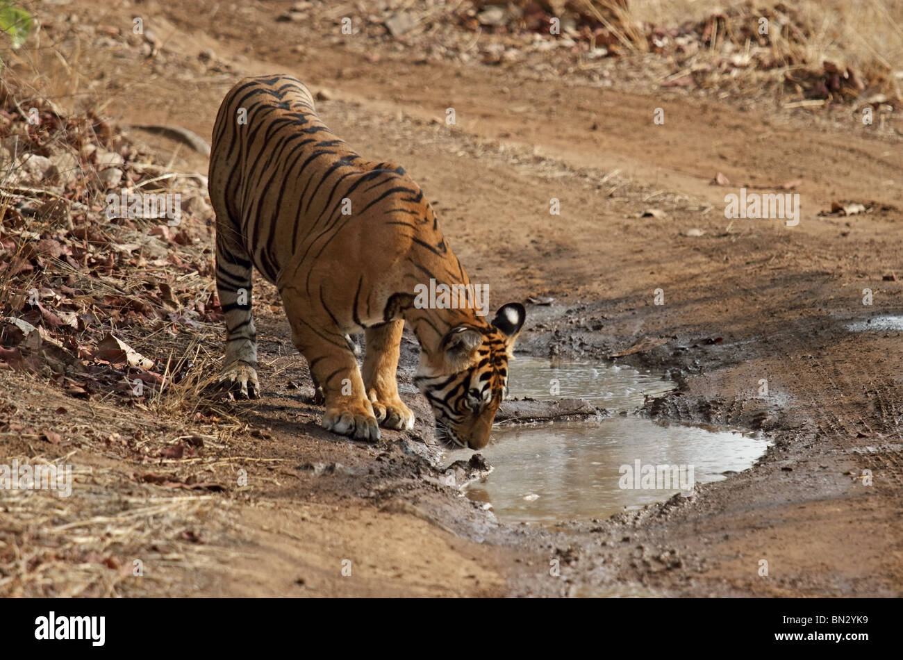 Jungle water hole hi-res stock photography and images - Alamy