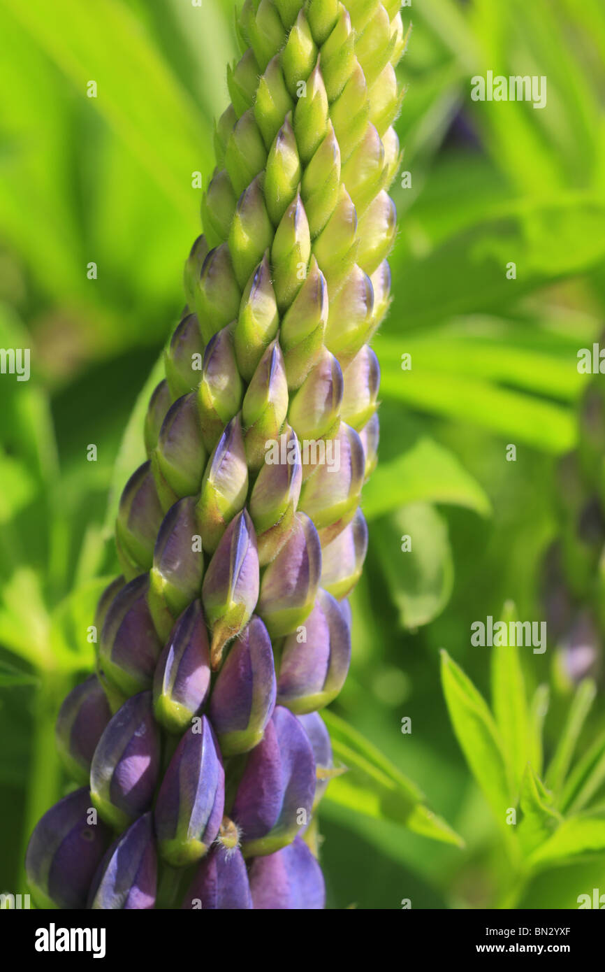 Lupin flower spike hi-res stock photography and images - Alamy