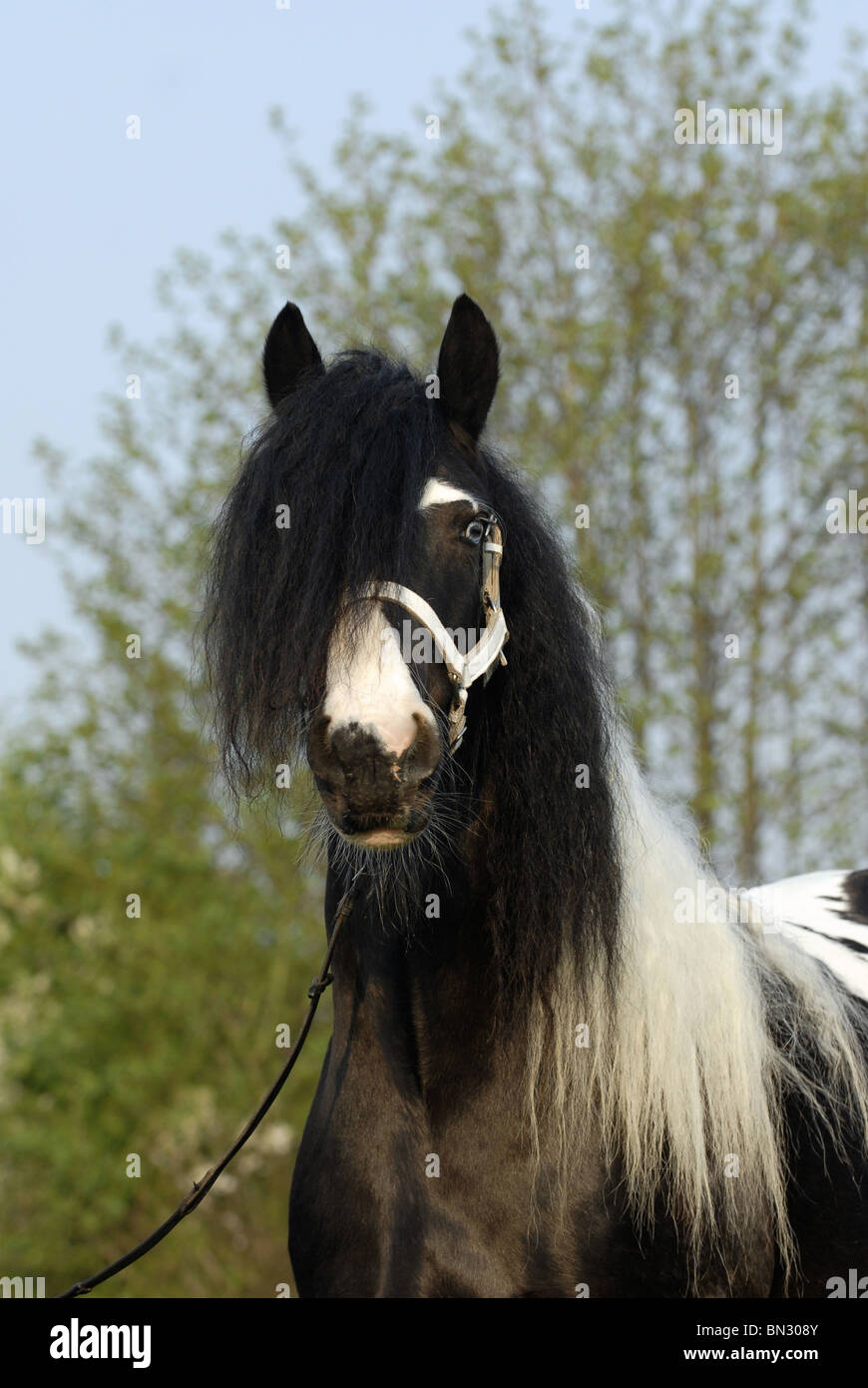 Irish Tinker Portrait Stock Photo - Alamy
