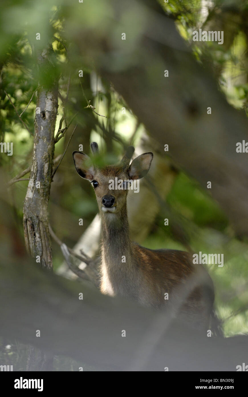 Underbrushes hi-res stock photography and images - Alamy