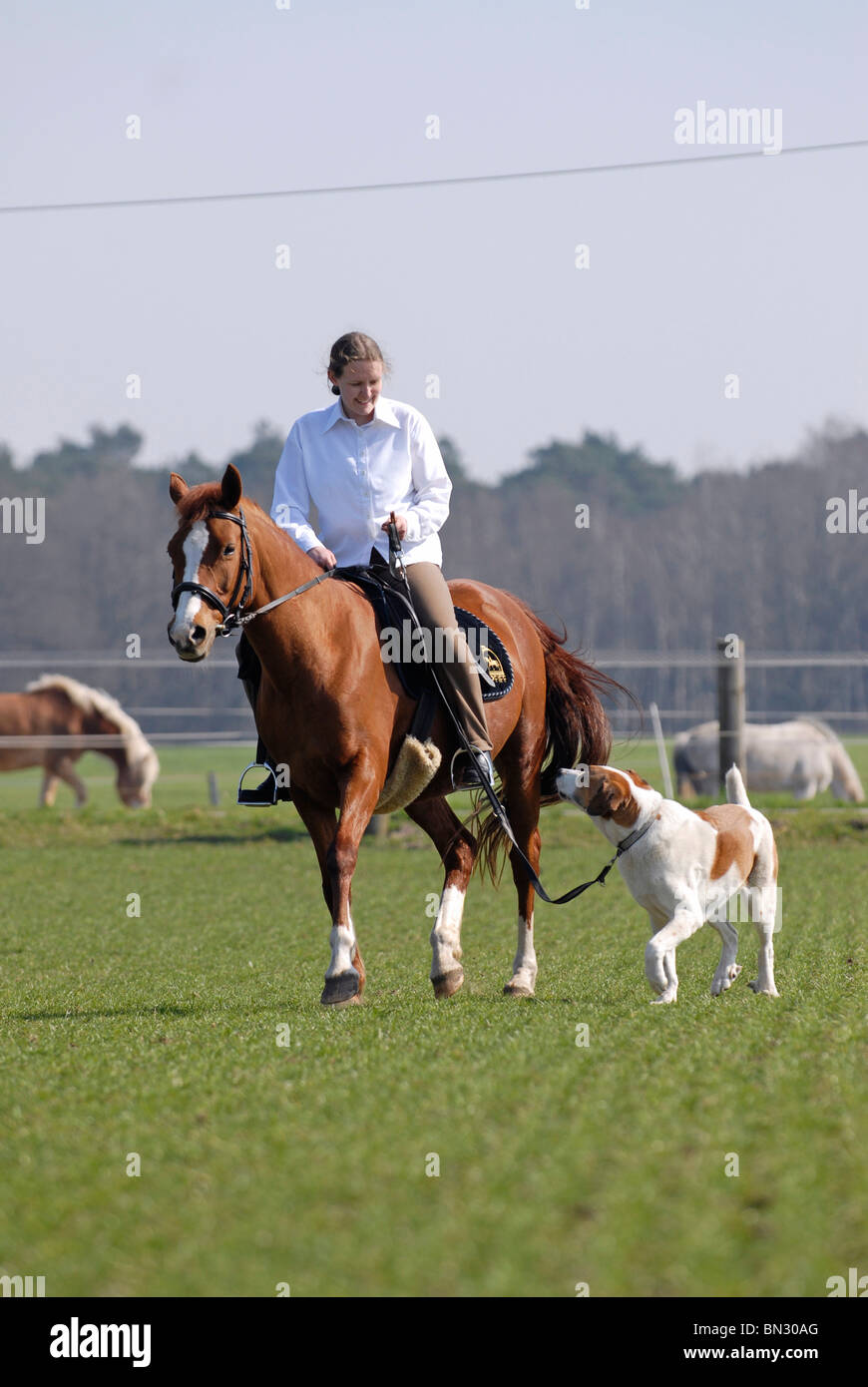 rider accompanied by dog Stock Photo - Alamy