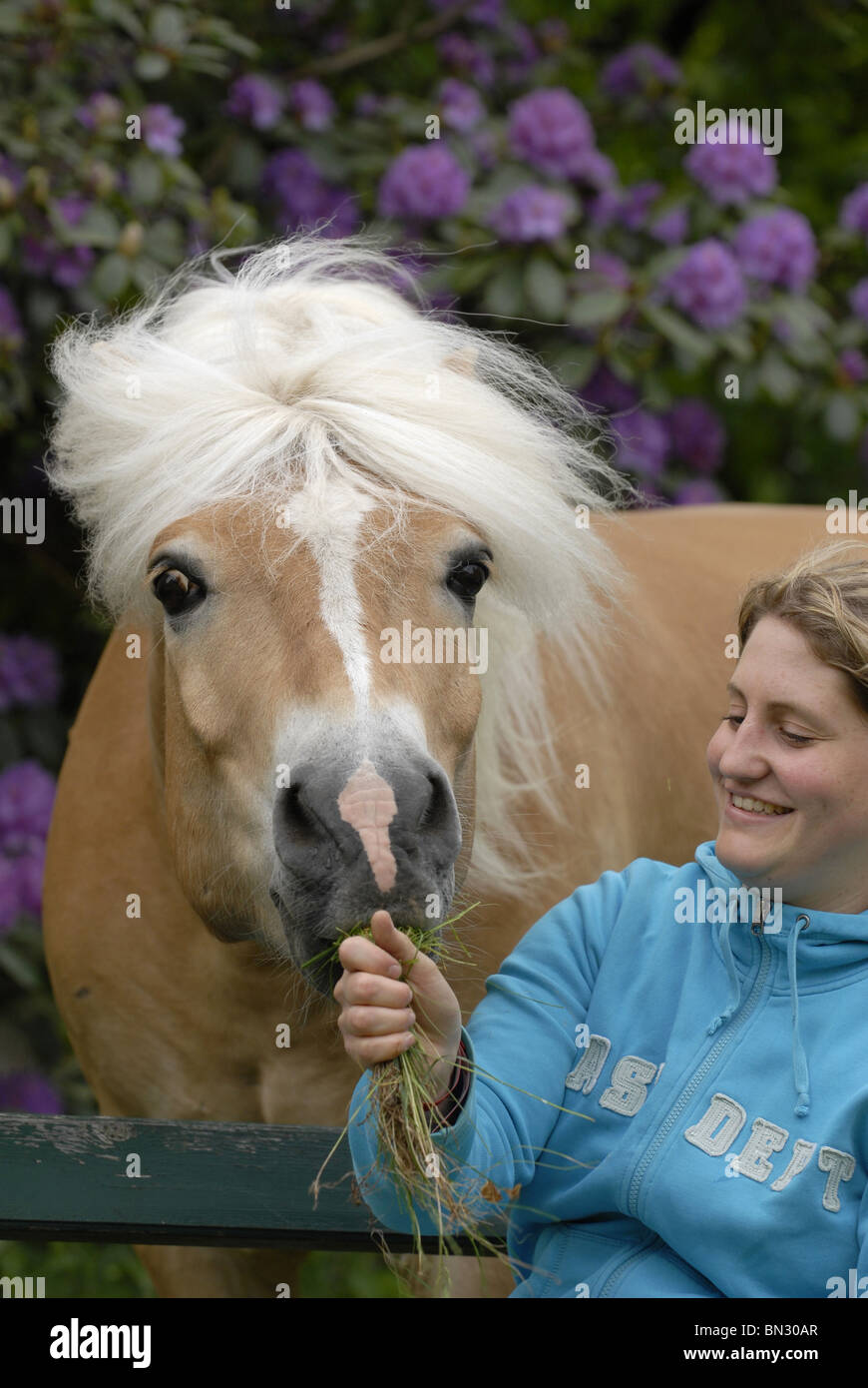 girl with Haflinger Stock Photo - Alamy