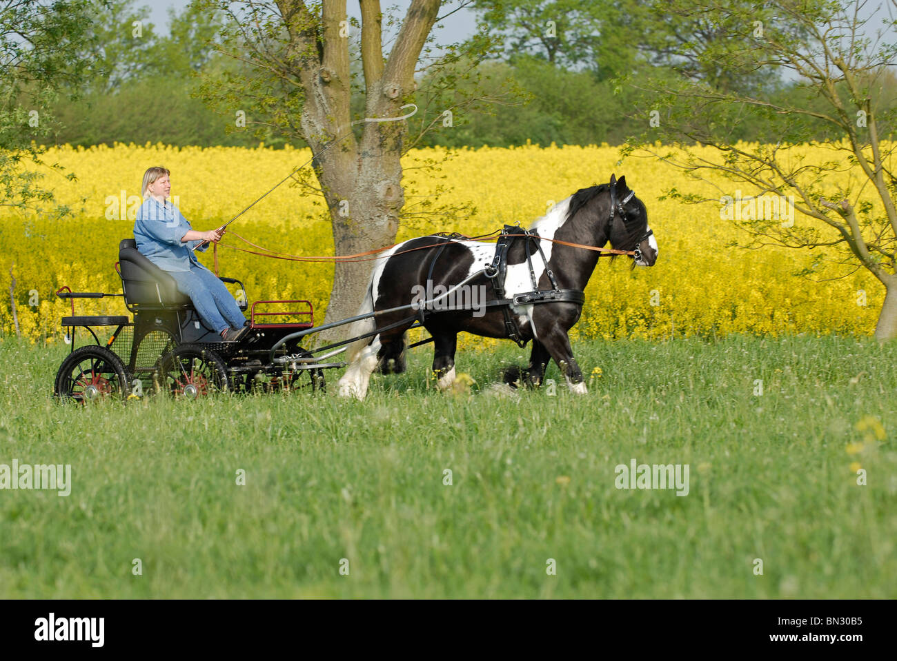 Irish traveller sulky hi-res stock photography and images - Alamy