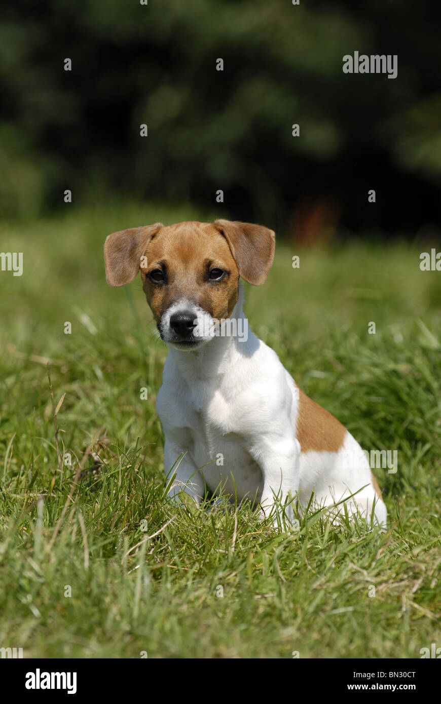 sitting Jack Russell Terrier Stock Photo - Alamy