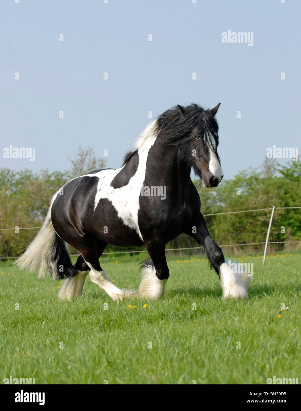 trotting Irish Tinker Stock Photo - Alamy