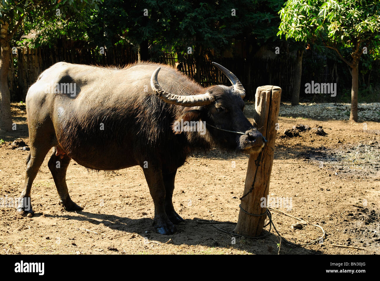 Big bull attached to a pole in a white Karen village near Dao city ...