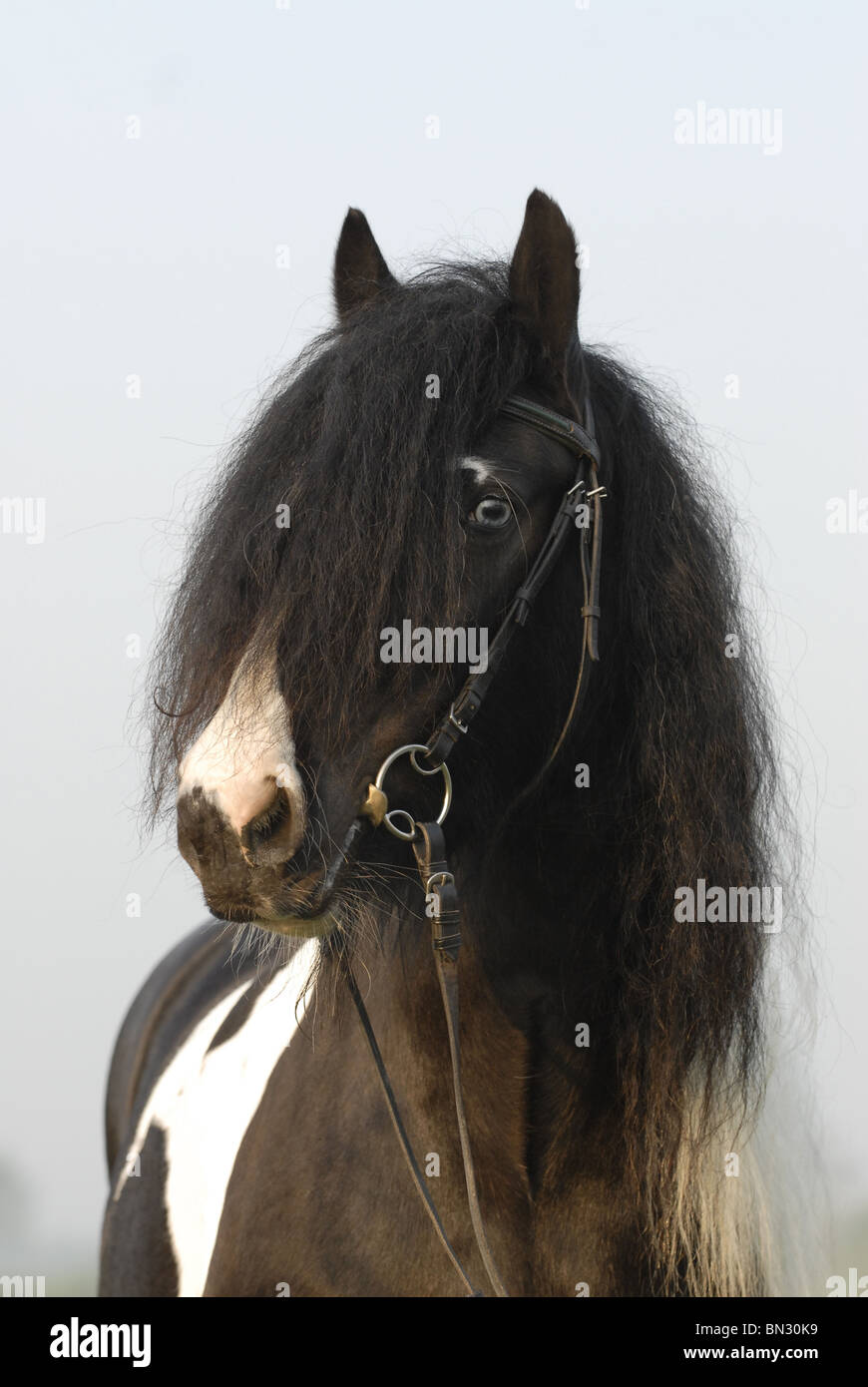 Irish Tinker Portrait Stock Photo - Alamy