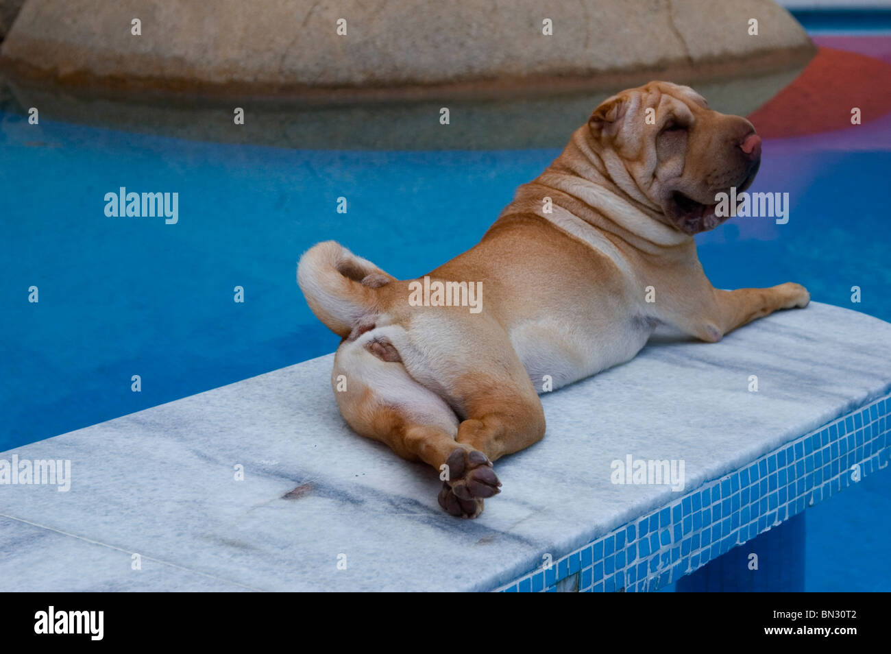 Sharpei dog 18 months old Acapulco Mexico Stock Photo - Alamy