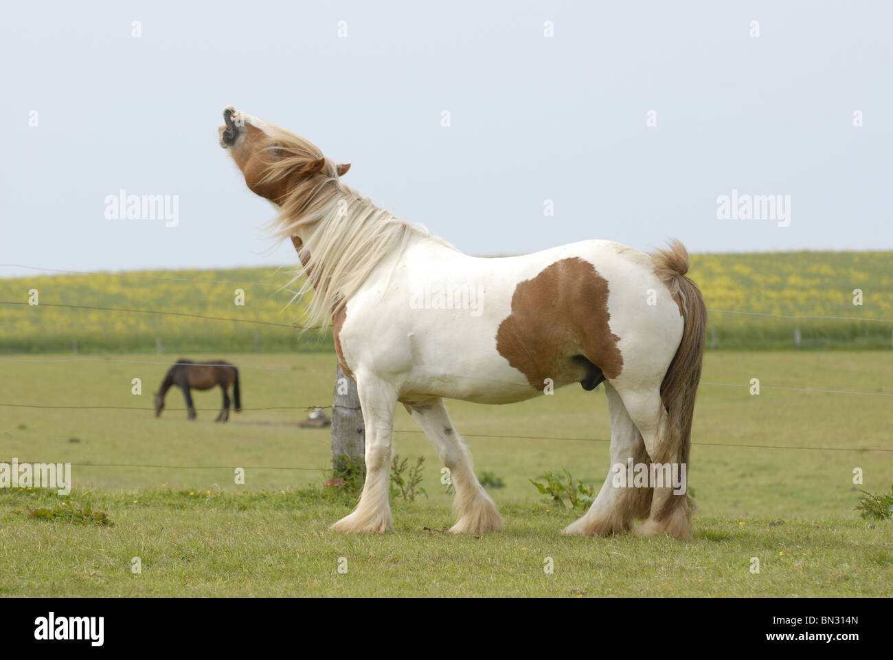 flehmening Irish Tinker Stock Photo - Alamy