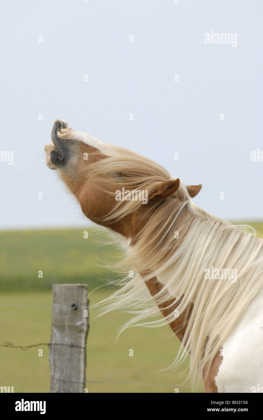 flehmening Irish Tinker Stock Photo - Alamy