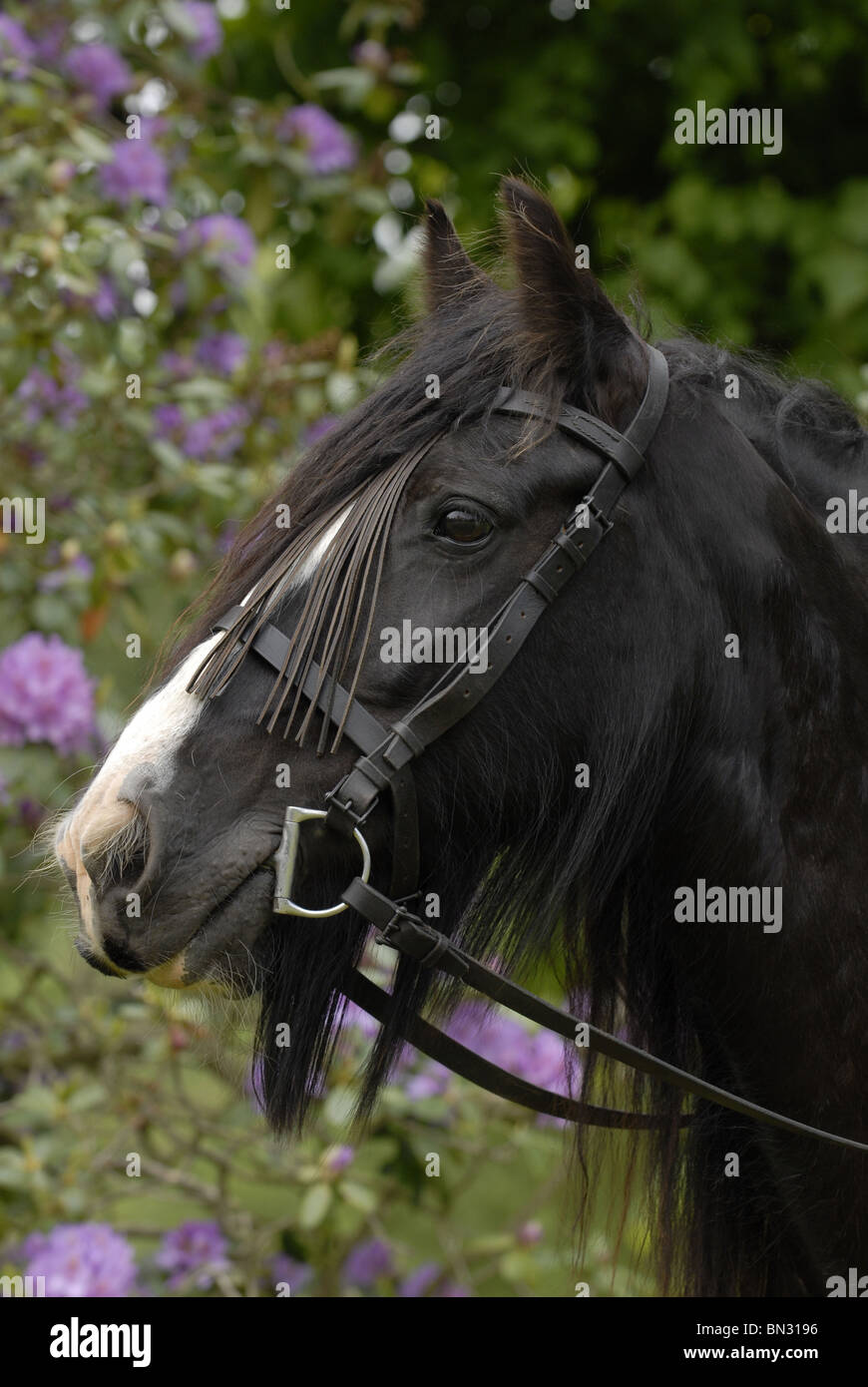 Irish Tinker Portrait Stock Photo - Alamy