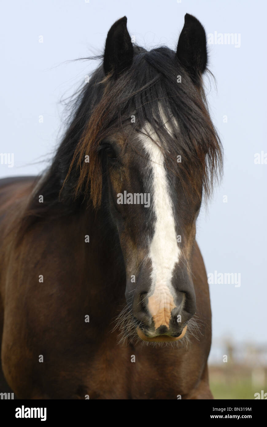 Irish Tinker Portrait Stock Photo - Alamy