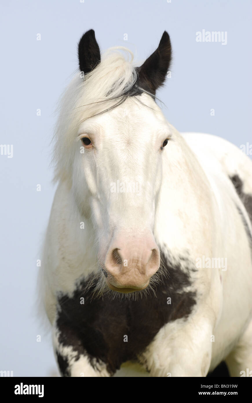 Irish Tinker Portrait Stock Photo - Alamy