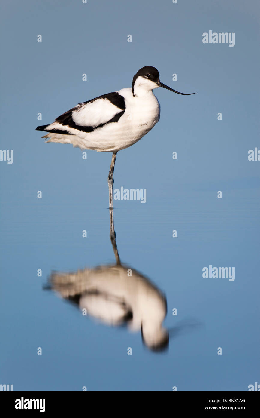 Avocet legs hi-res stock photography and images - Alamy