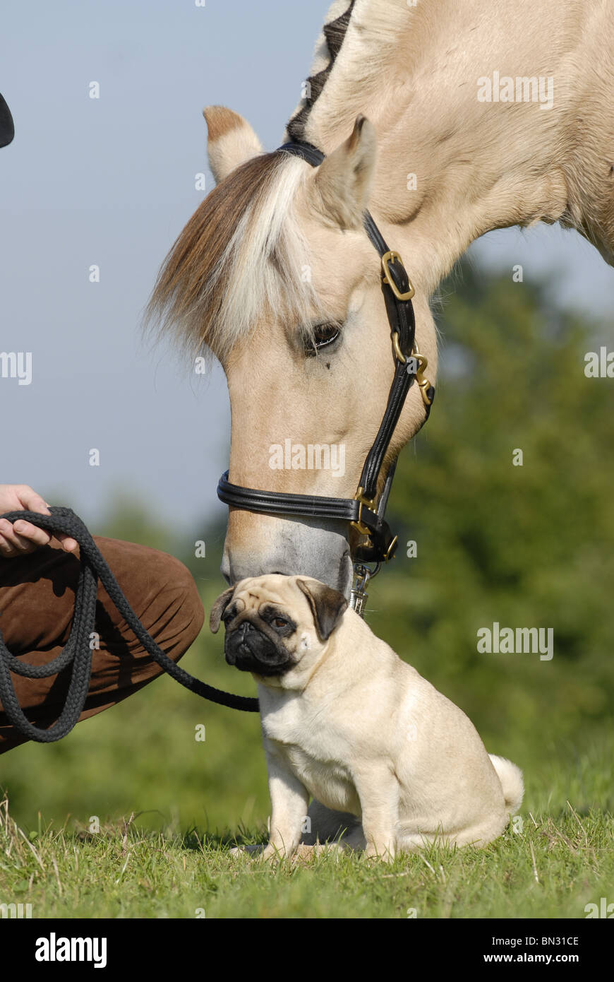 horse and pug Stock Photo - Alamy