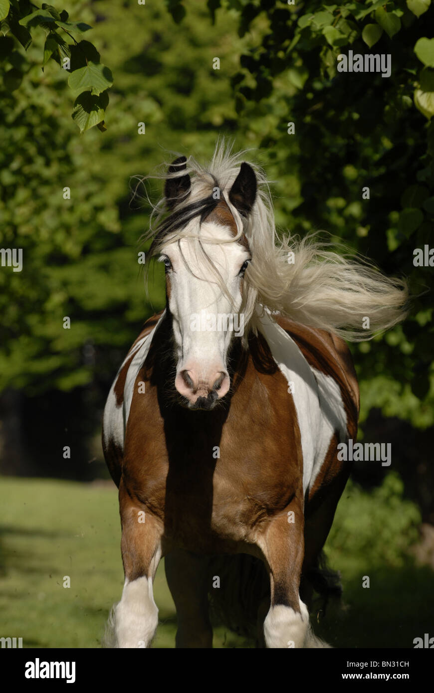 Irish Tinker Portrait Stock Photo - Alamy