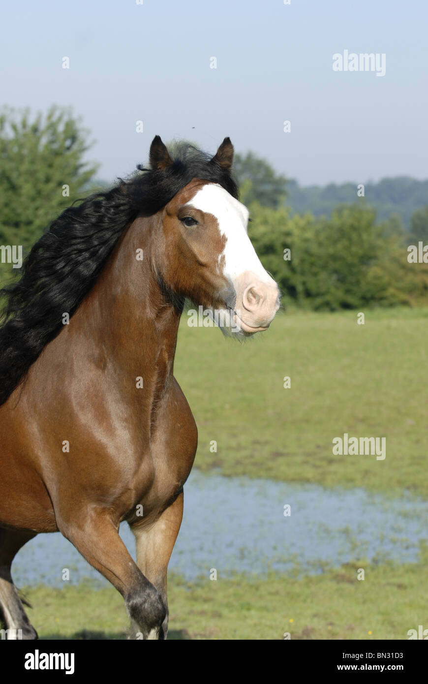 Irish Tinker Portrait Stock Photo - Alamy