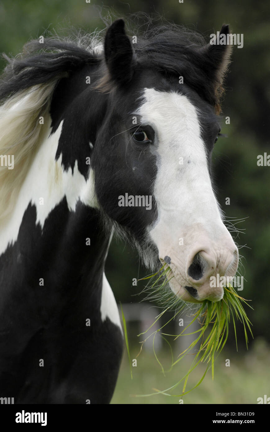 Irish Tinker Portrait Stock Photo - Alamy