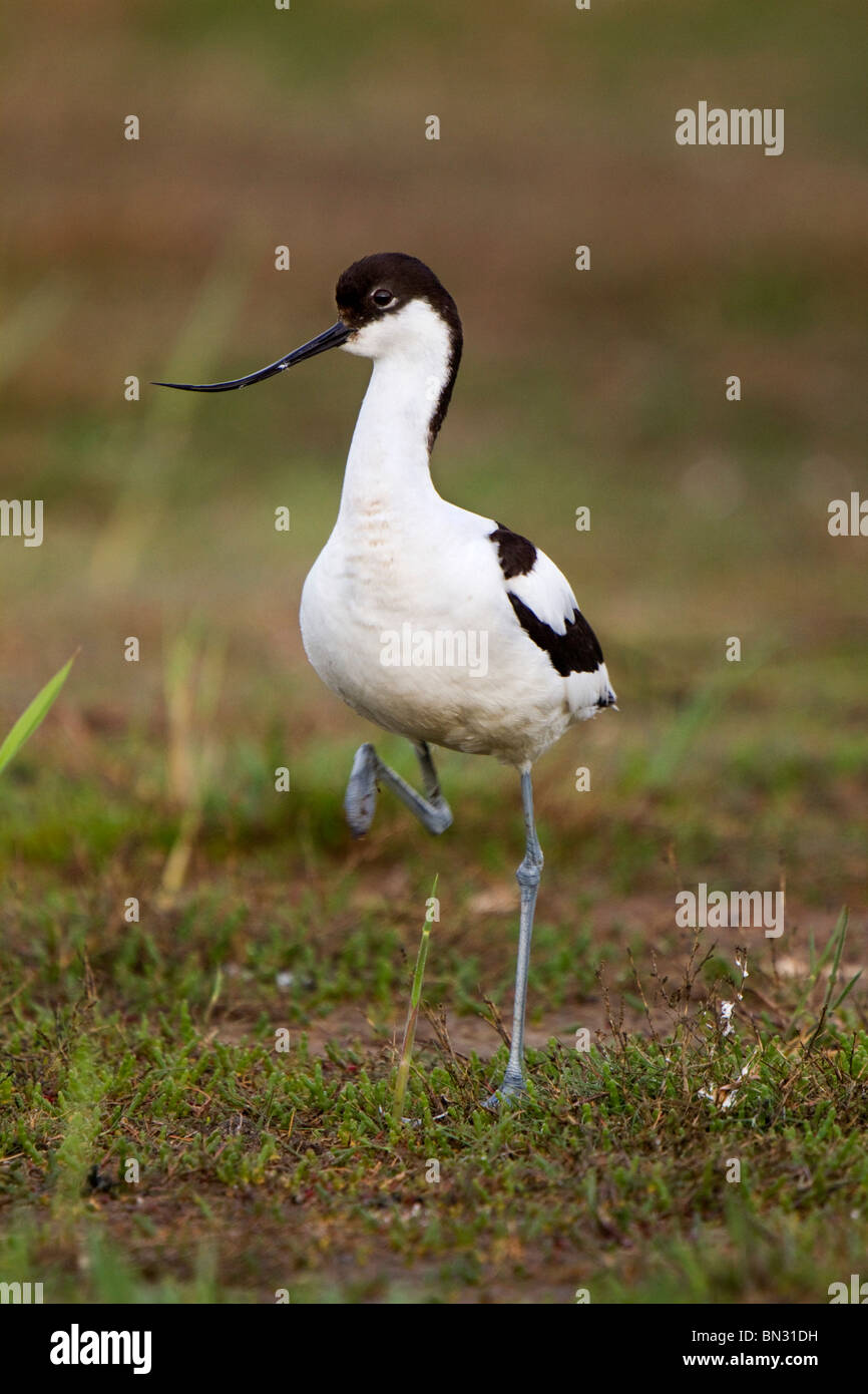 Avocet legs hi-res stock photography and images - Alamy