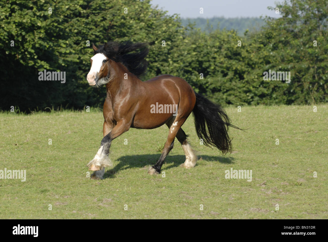 running Irish Tinker Stock Photo - Alamy
