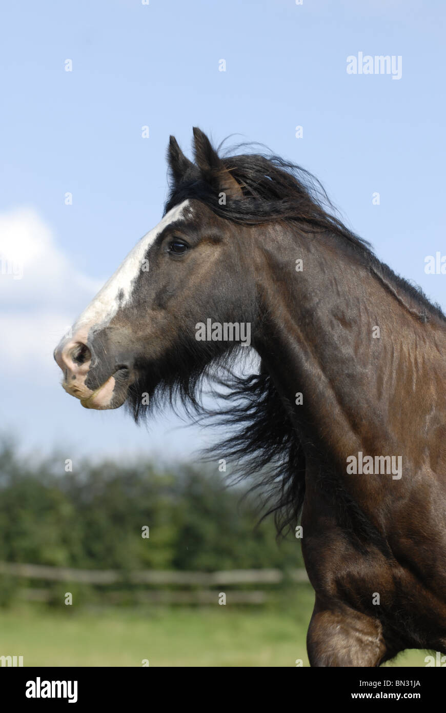 Irish Tinker Portrait Stock Photo - Alamy