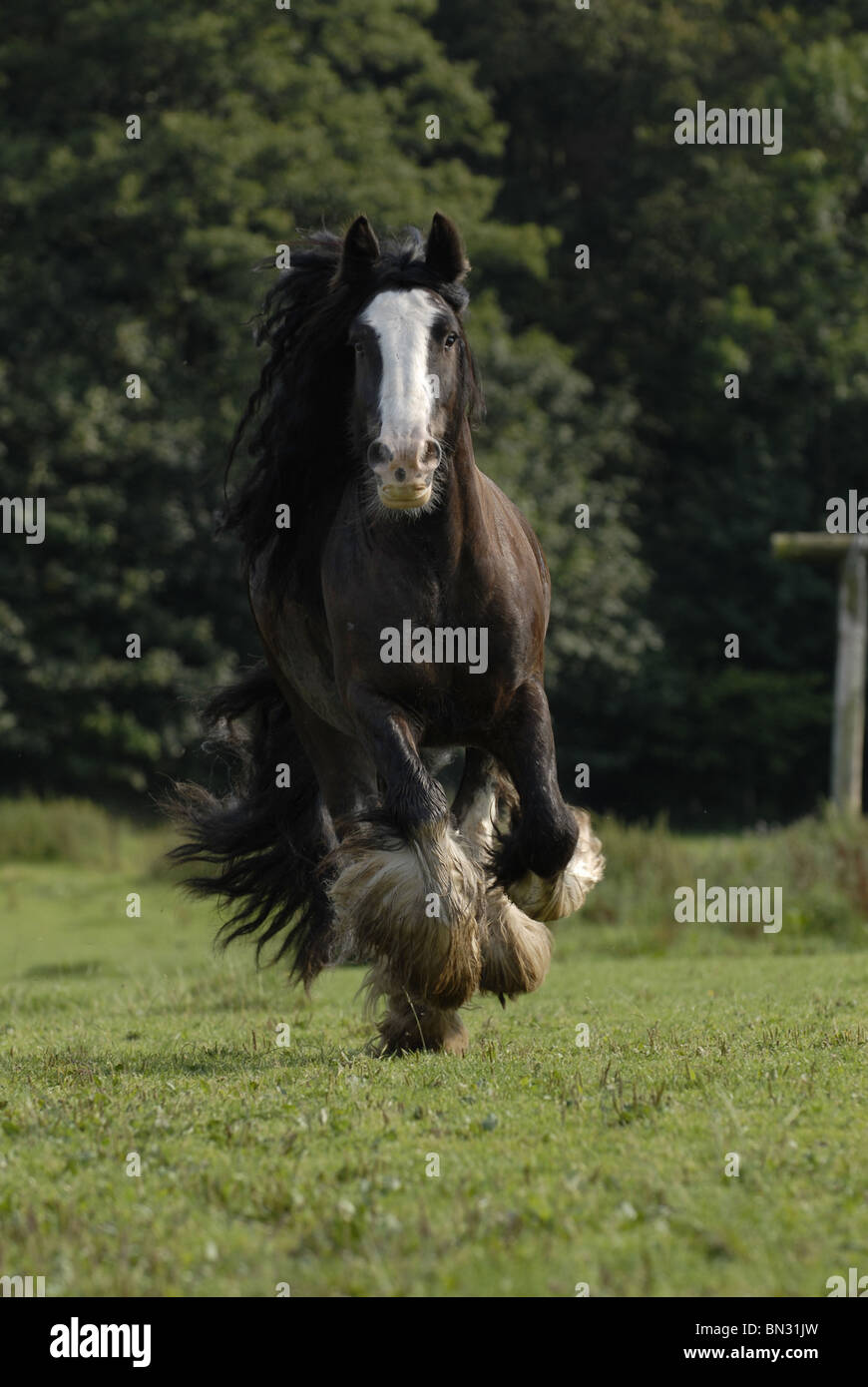 running Irish Tinker Stock Photo - Alamy