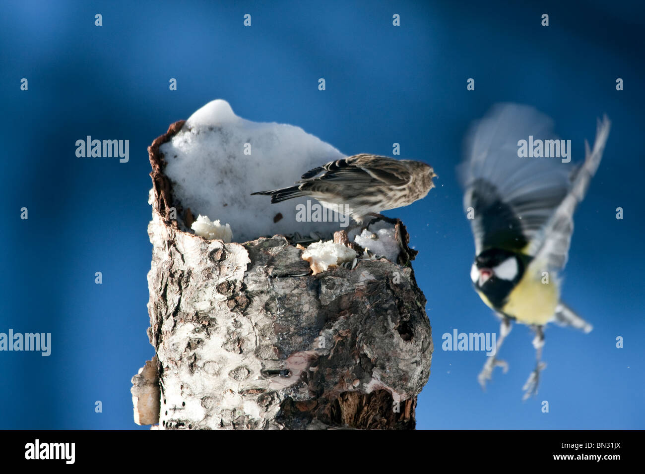 Lapland bird winter hi-res stock photography and images - Alamy