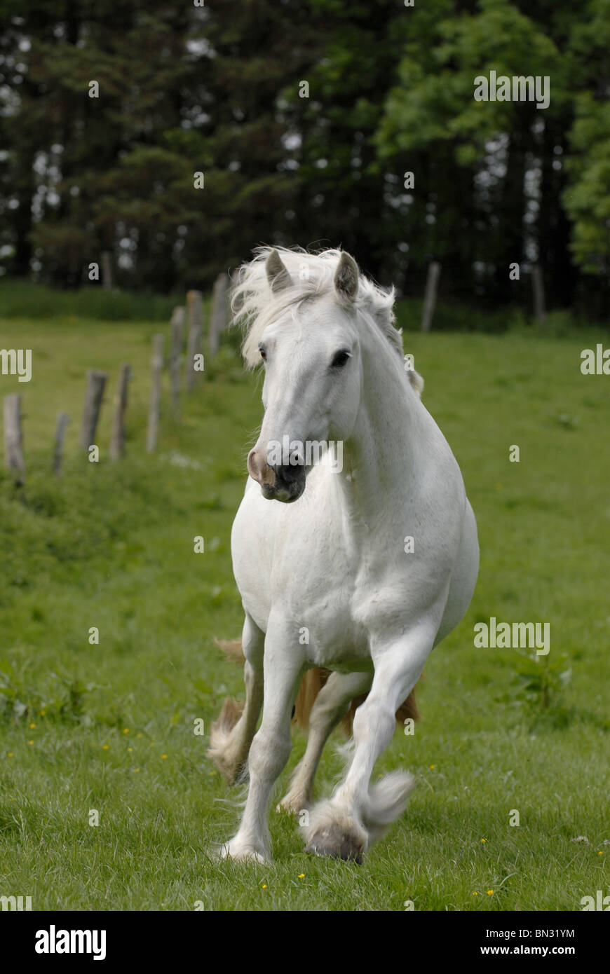 running Irish Tinker Stock Photo - Alamy