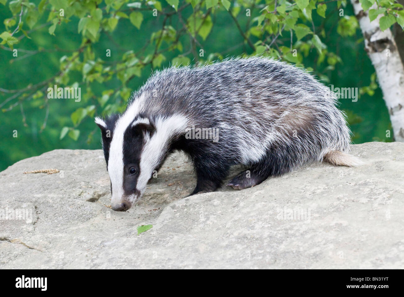 Baby badger hi-res stock photography and images - Alamy