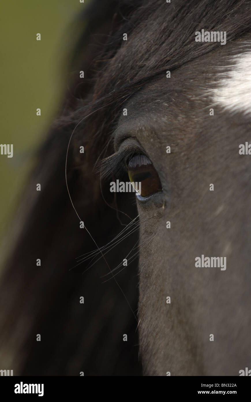 Gypsy vanner horse piebald adult hi-res stock photography and images ...