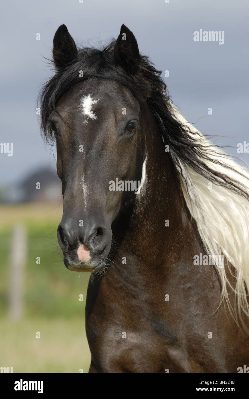 Irish Tinker Portrait Stock Photo - Alamy