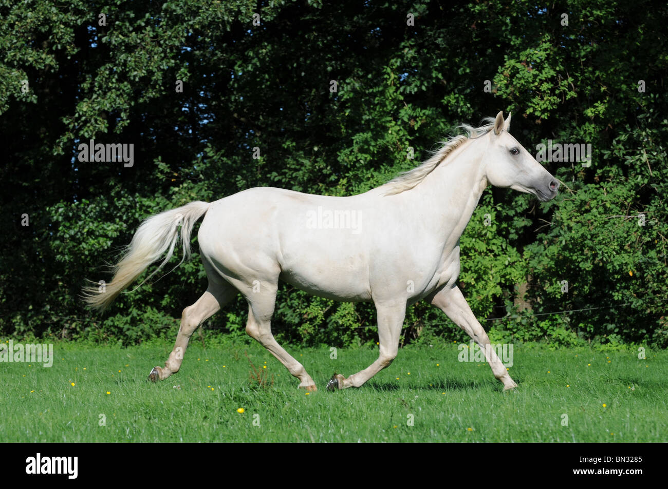 white Quarter Horse Stock Photo - Alamy