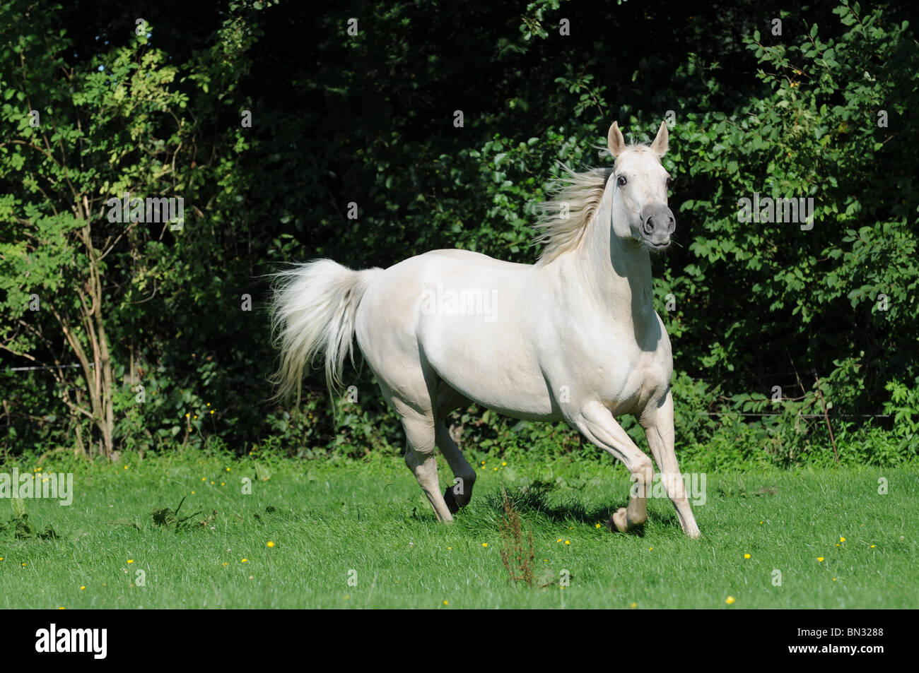 White Quarter Horse