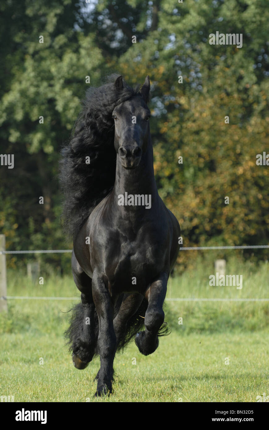 running Friesian Horse Stock Photo - Alamy