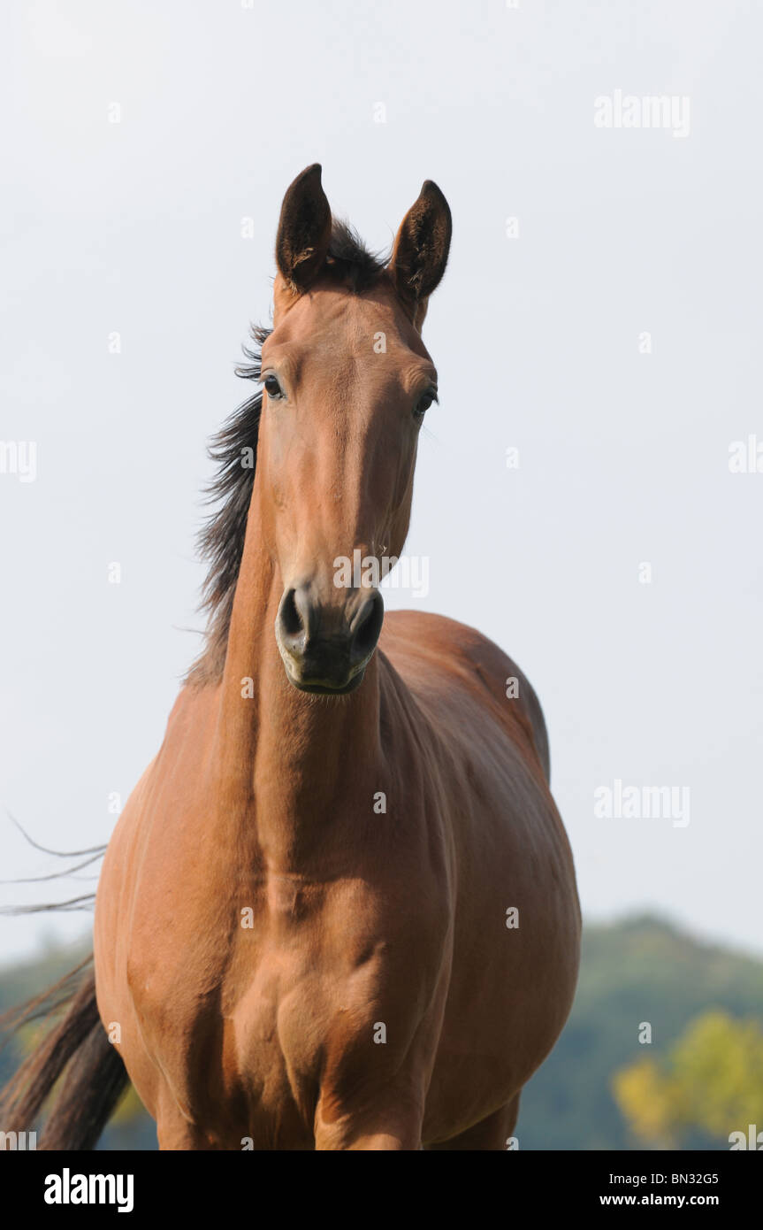 Kwpn horse hi-res stock photography and images - Alamy