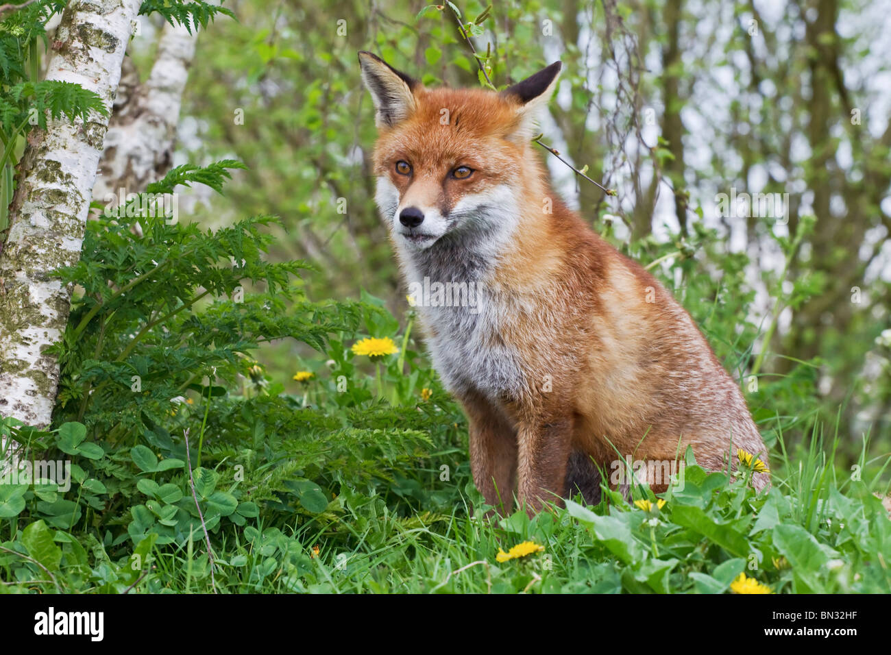 Dog fox hi-res stock photography and images - Alamy