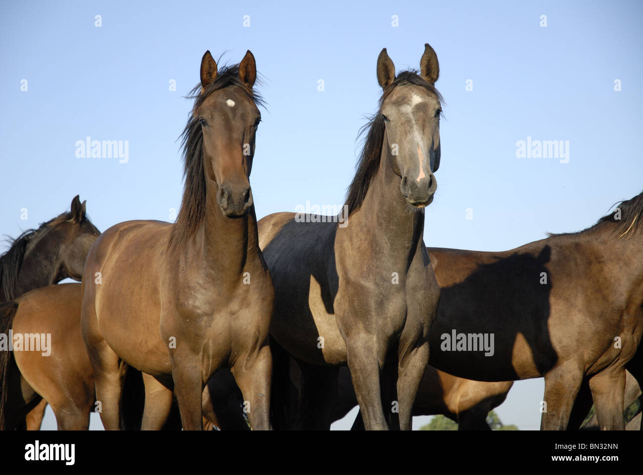 Horse portrait summer yearling young hi-res stock photography and ...
