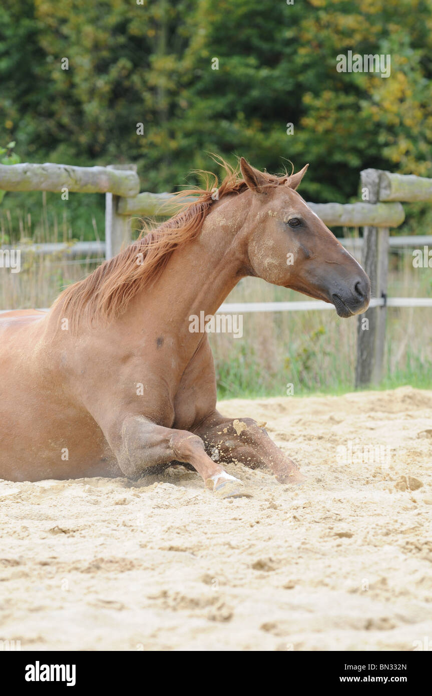 Budyonny horse hi-res stock photography and images - Alamy