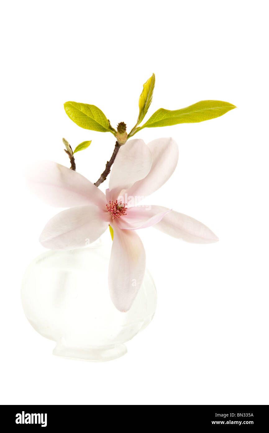 Beautiful magnolia flower Cut Out Stock Images & Pictures - Alamy