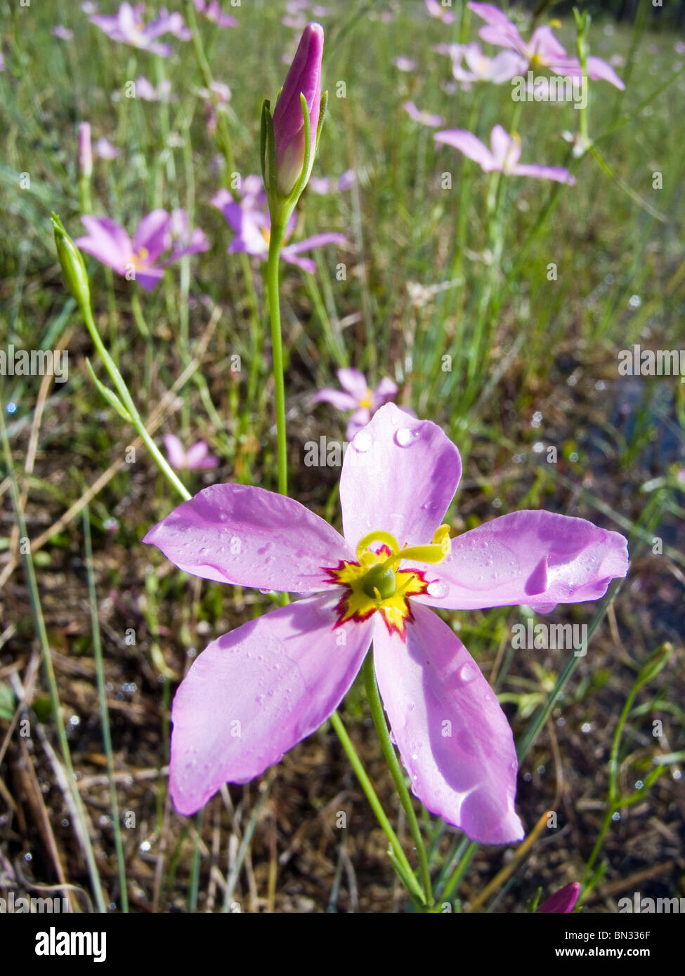 Sabatia grandiflora hi-res stock photography and images - Alamy
