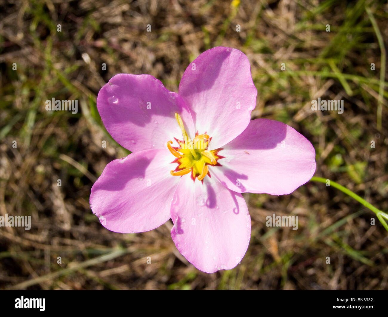 Large-flowered Sabatia flower between pinelands and pond, Long Pine Key ...