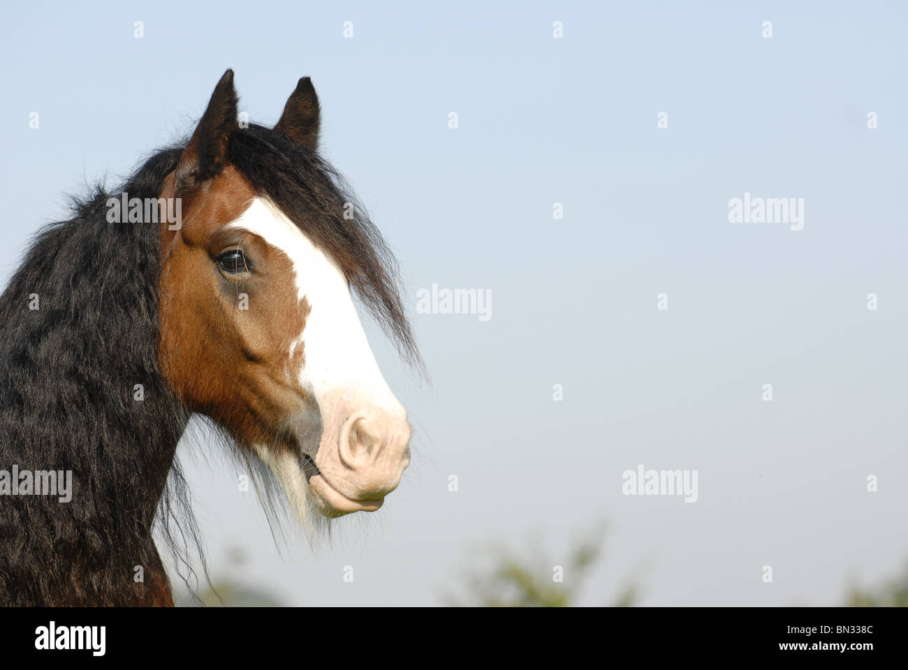 Irish Tinker Portrait Stock Photo - Alamy