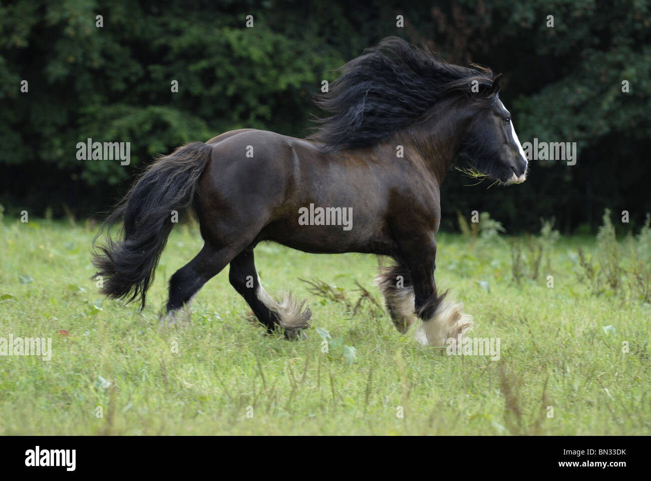 running Irish Tinker Stock Photo - Alamy