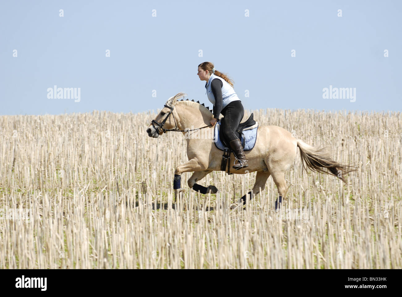 Dun Rider Riding Gallop Canter High Resolution Stock Photography and ...
